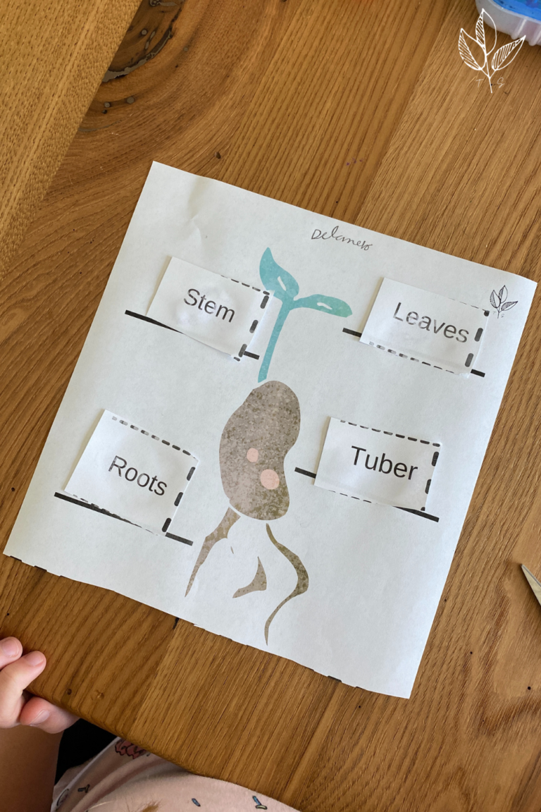 Teaching Kids How to Grow Potatoes + FREE Printable – Thoughtfully ...