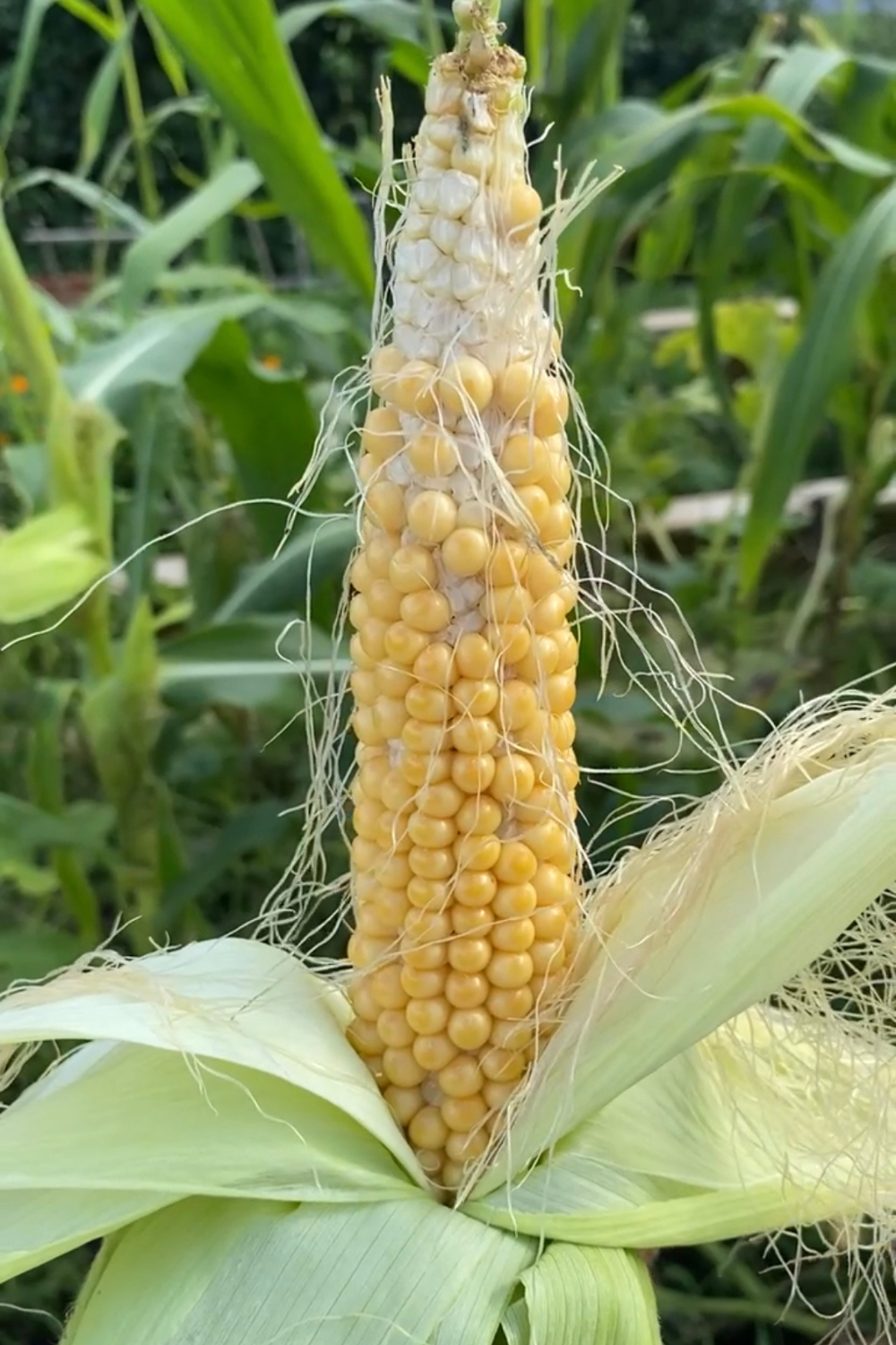 How to Grow Your Own Popcorn - Thoughtfully Sustainable