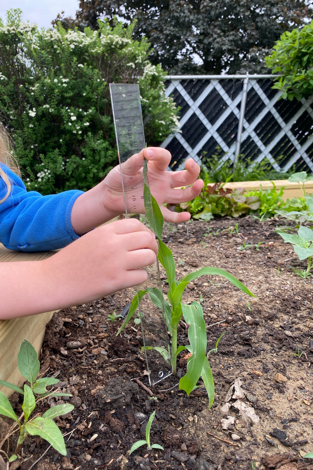 How to Grow Your Own Popcorn - Thoughtfully Sustainable