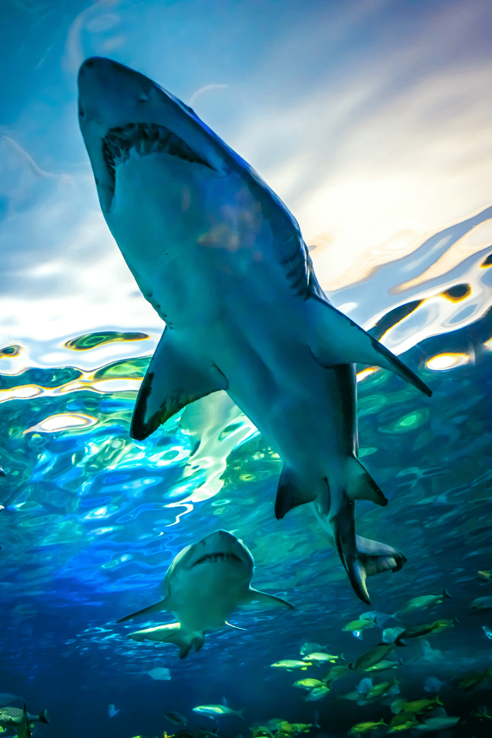 Learning About Eugenie Clark: A Famous Female Scientist – Thoughtfully ...