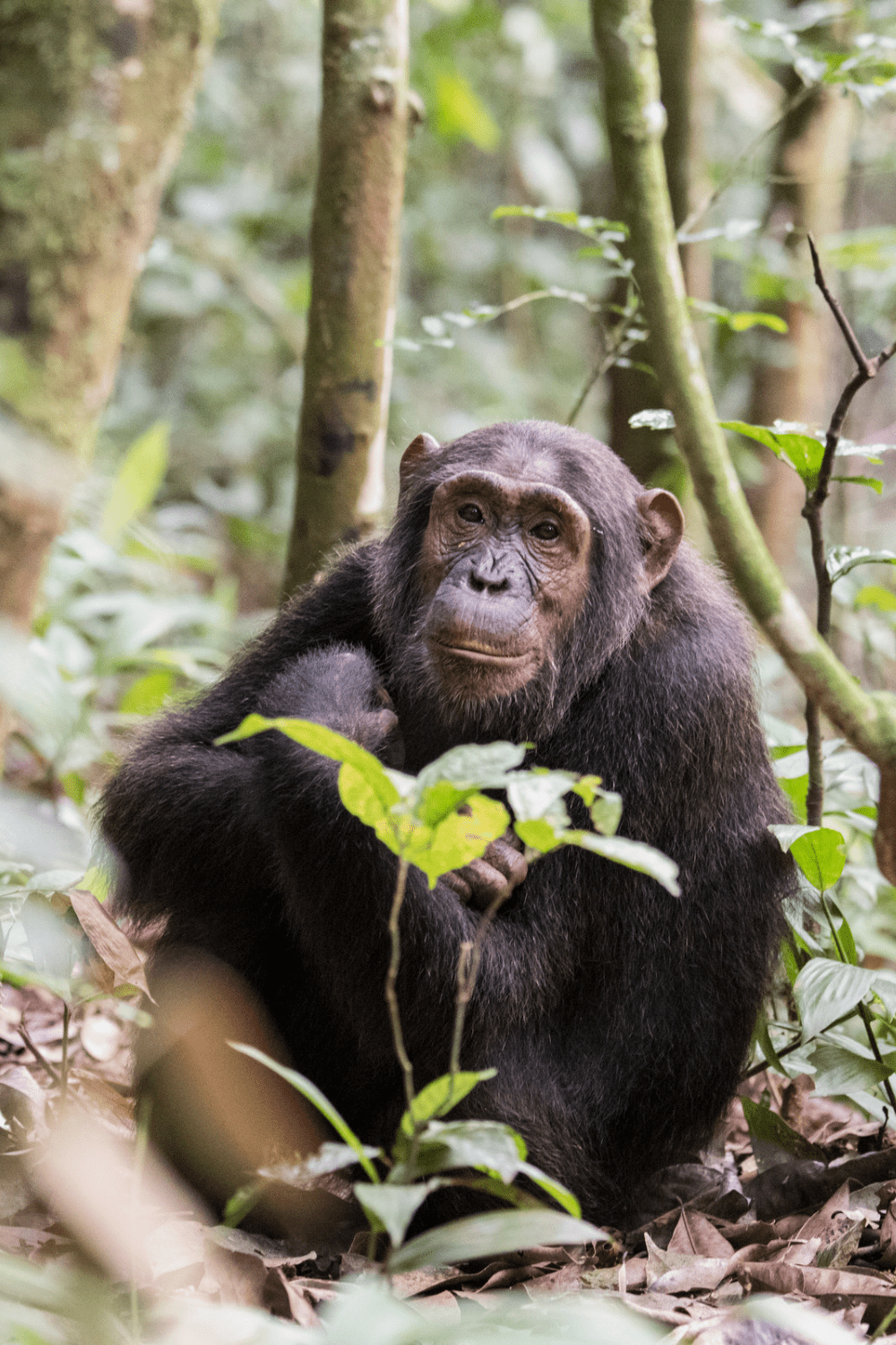 Explore the World of Jane Goodall: A Famous Female Scientist ...