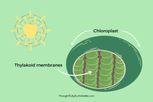How to Visualize Photosynthesis: A Simple Science Experiment ...
