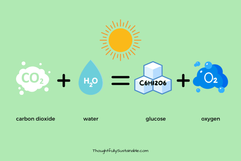 How to Visualize Photosynthesis: A Simple Science Experiment ...
